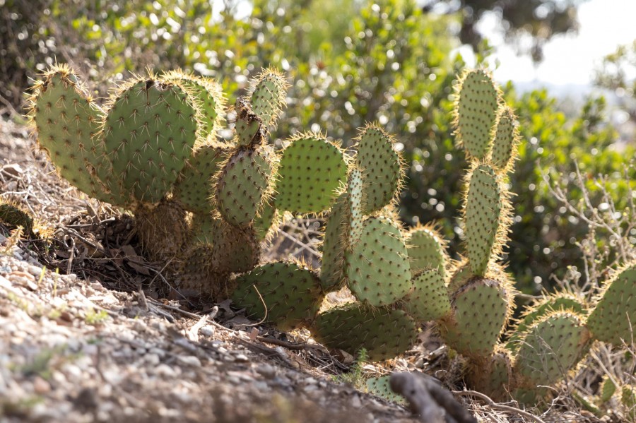 Weed Profile - Prickly Pear (Opuntia Species) - Countrywide Weed ...